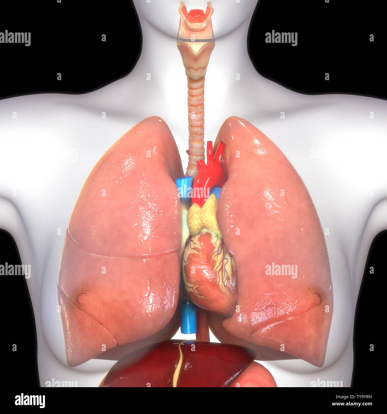 Real Human Respiratory System