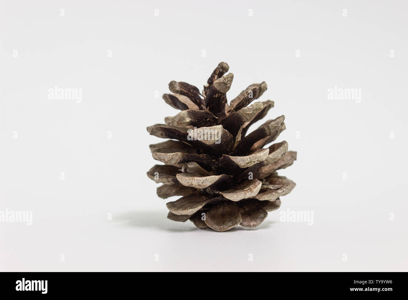 Micro pine cone hi-res stock photography and images - Alamy