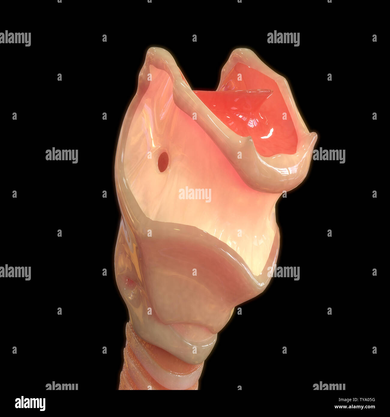 Pharynx Stock Photos & Pharynx Stock Images - Alamy