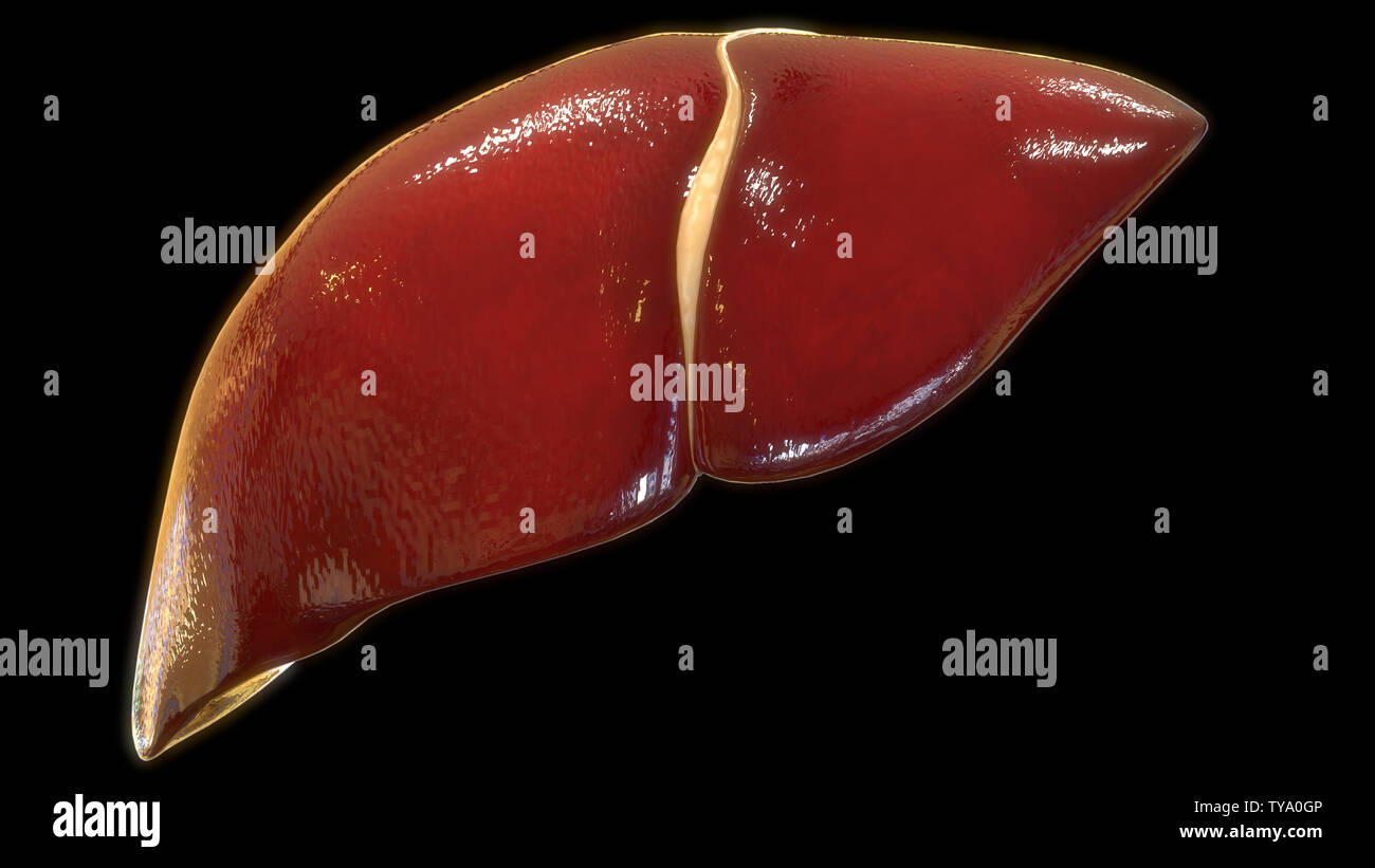 Human Liver Anatomy Stock Photo - Alamy