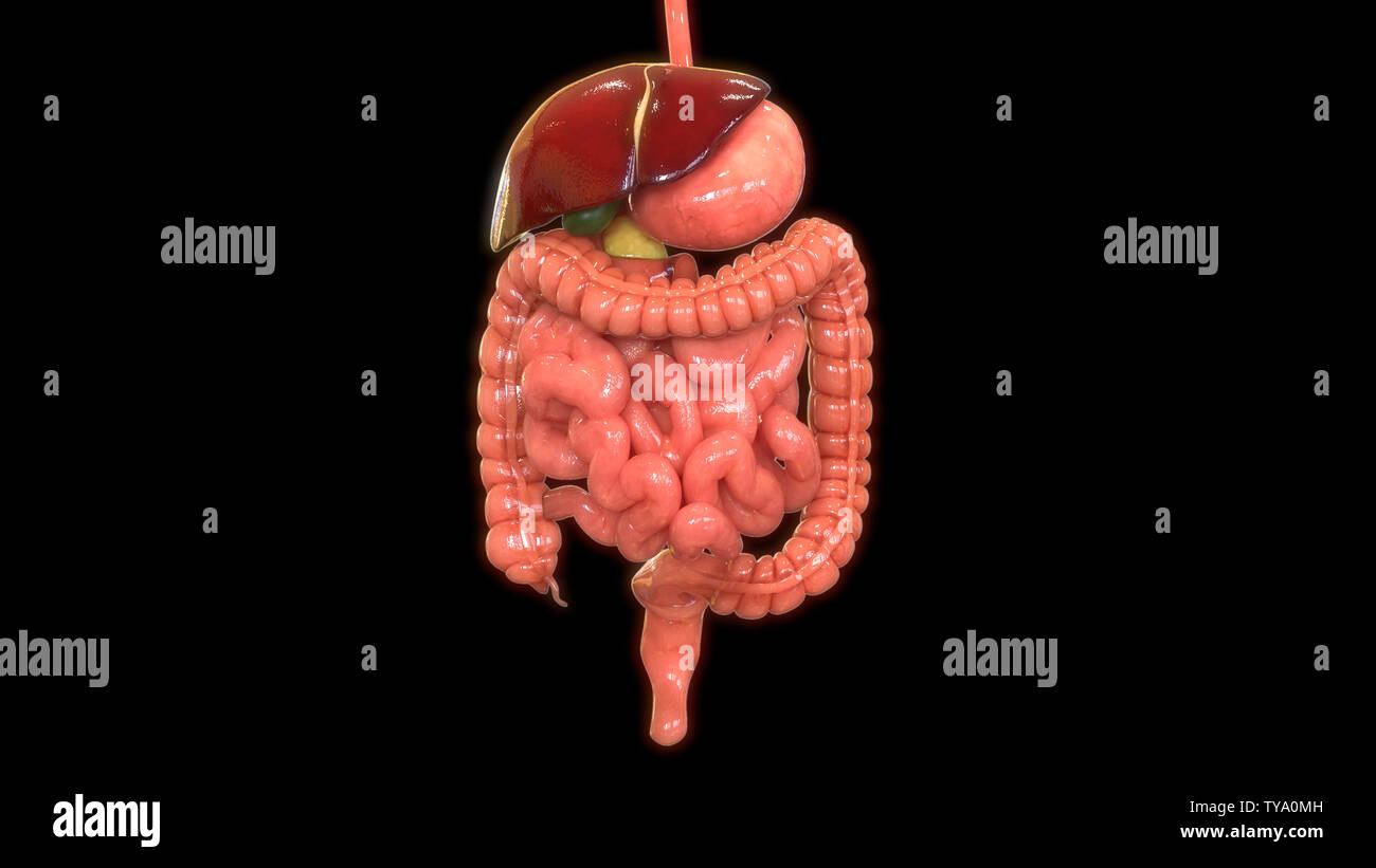 Human Digestive System Anatomy Stock Photo - Alamy