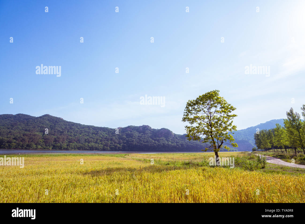 Grain planting and pastoral farms hi-res stock photography and images ...