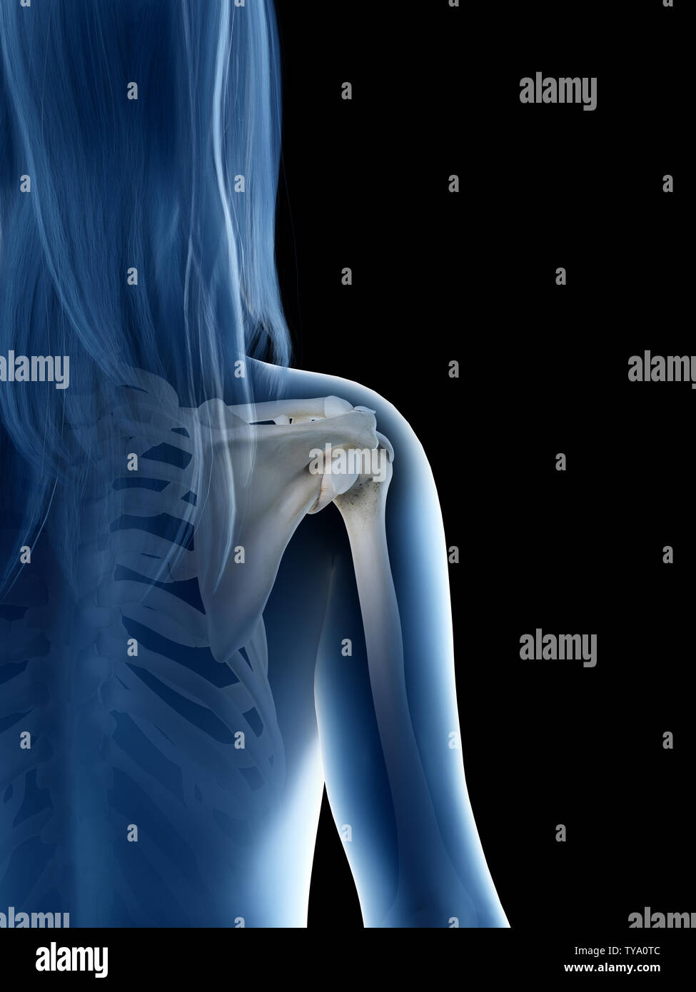 3d rendered medically accurate illustration of a females shoulder joint ...