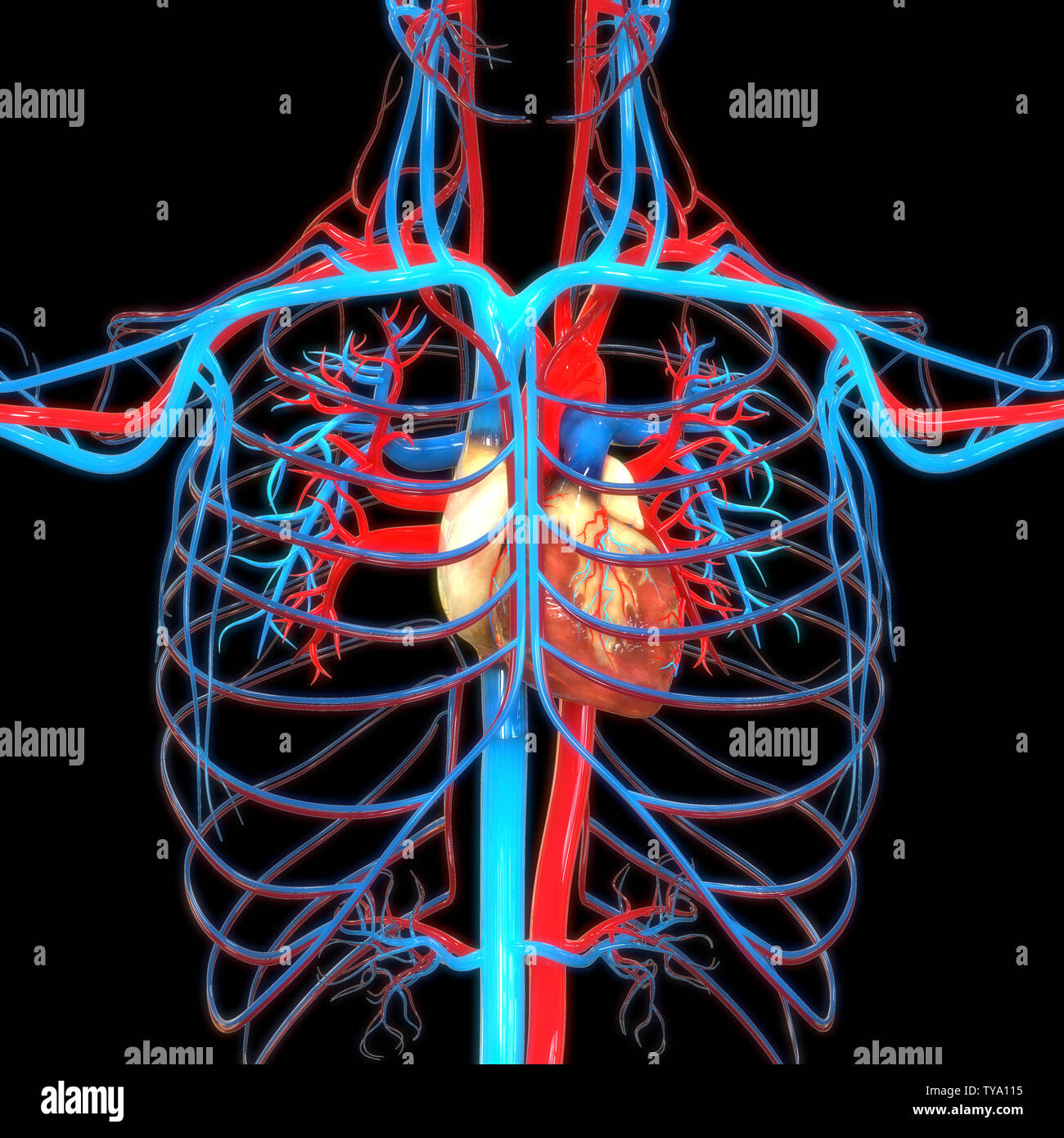 Human Circulatory System with Heart Anatomy Stock Photo - Alamy