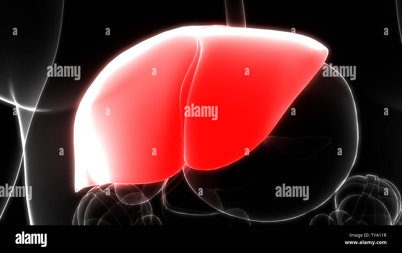 Human Liver Anatomy Stock Photo - Alamy