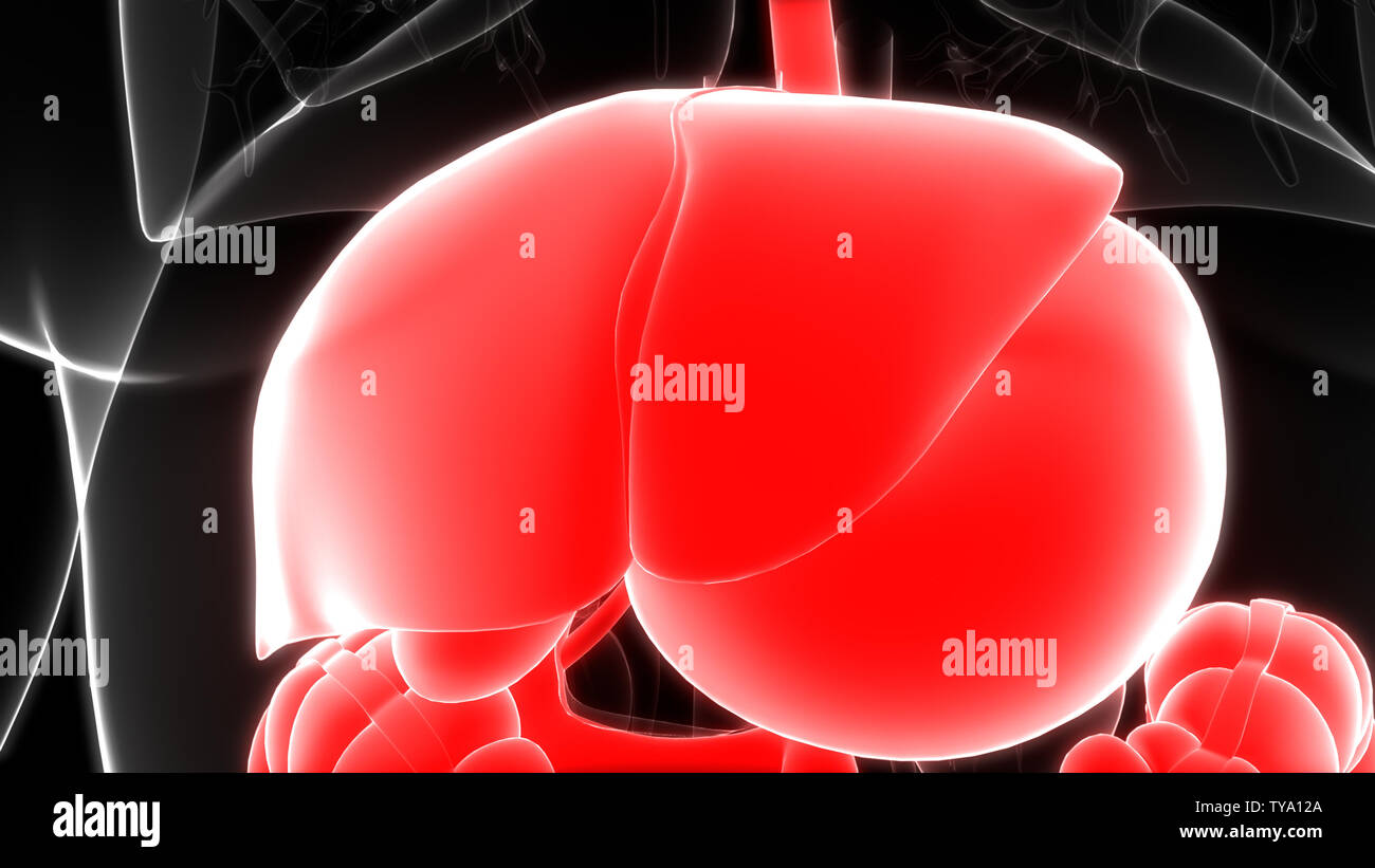 Human Liver Anatomy Stock Photo - Alamy