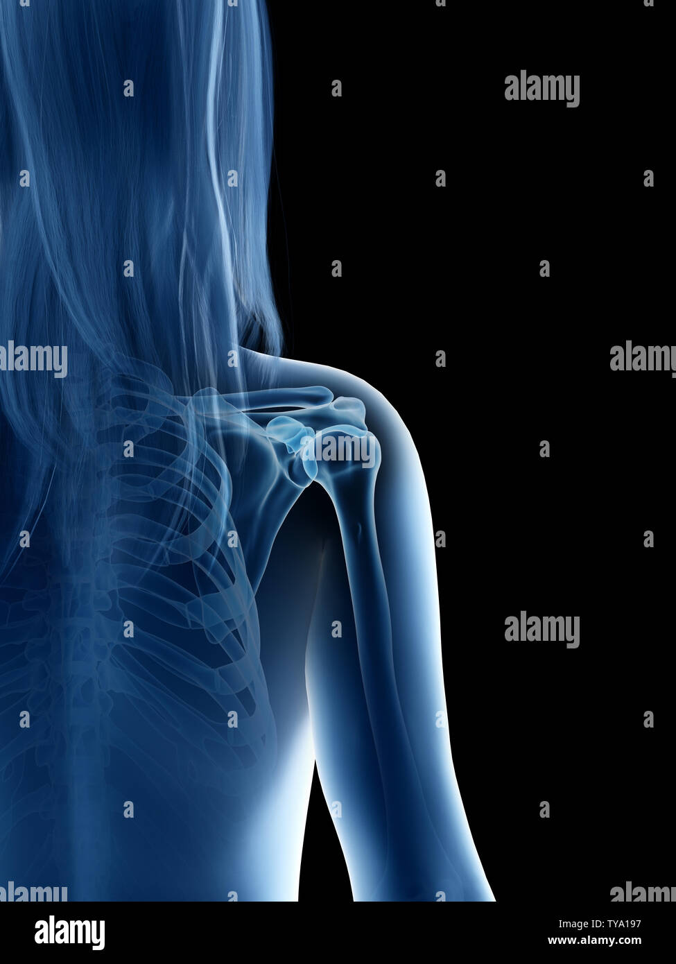3d rendered medically accurate illustration of a females shoulder joint ...