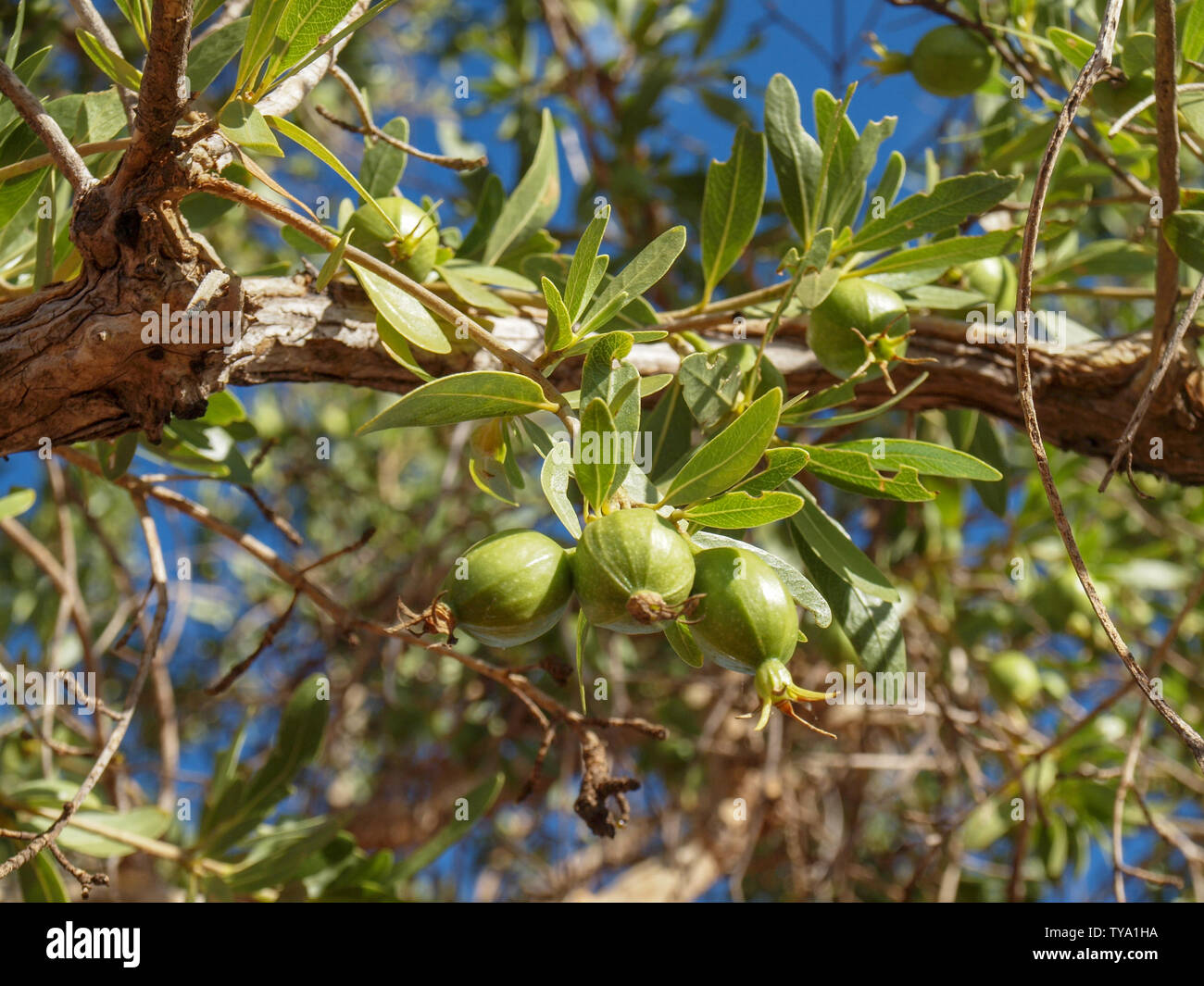 Native Pindan Walnut / Kumpaja tree (Terminalia Cunninghamii) with ...