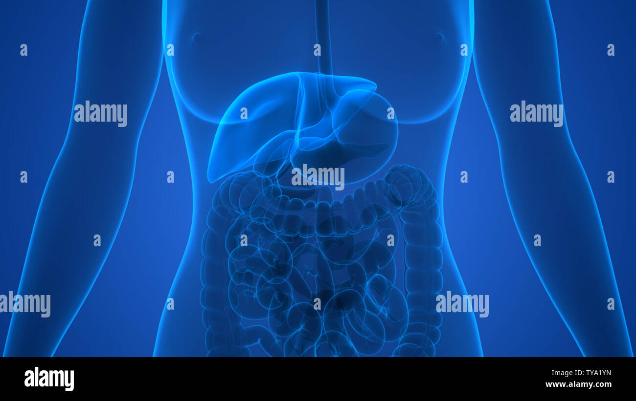 Human Liver Anatomy Stock Photo - Alamy