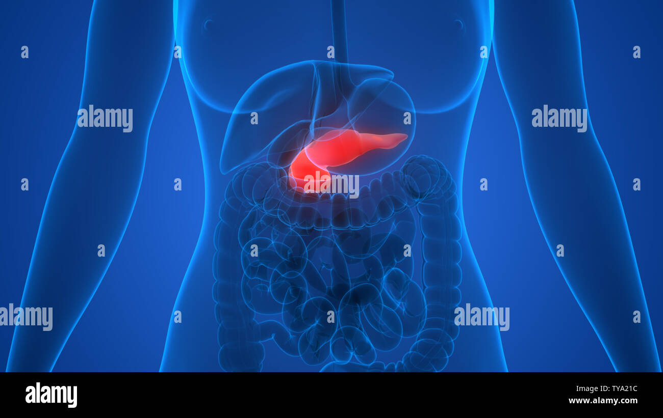 Human Internal Organs Pancreas Anatomy Stock Photo - Alamy