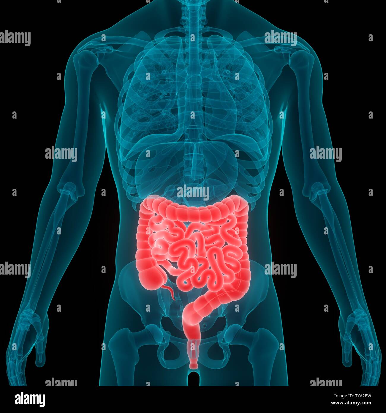 Human Digestive System Large and Small Intestine Anatomy Stock Photo ...