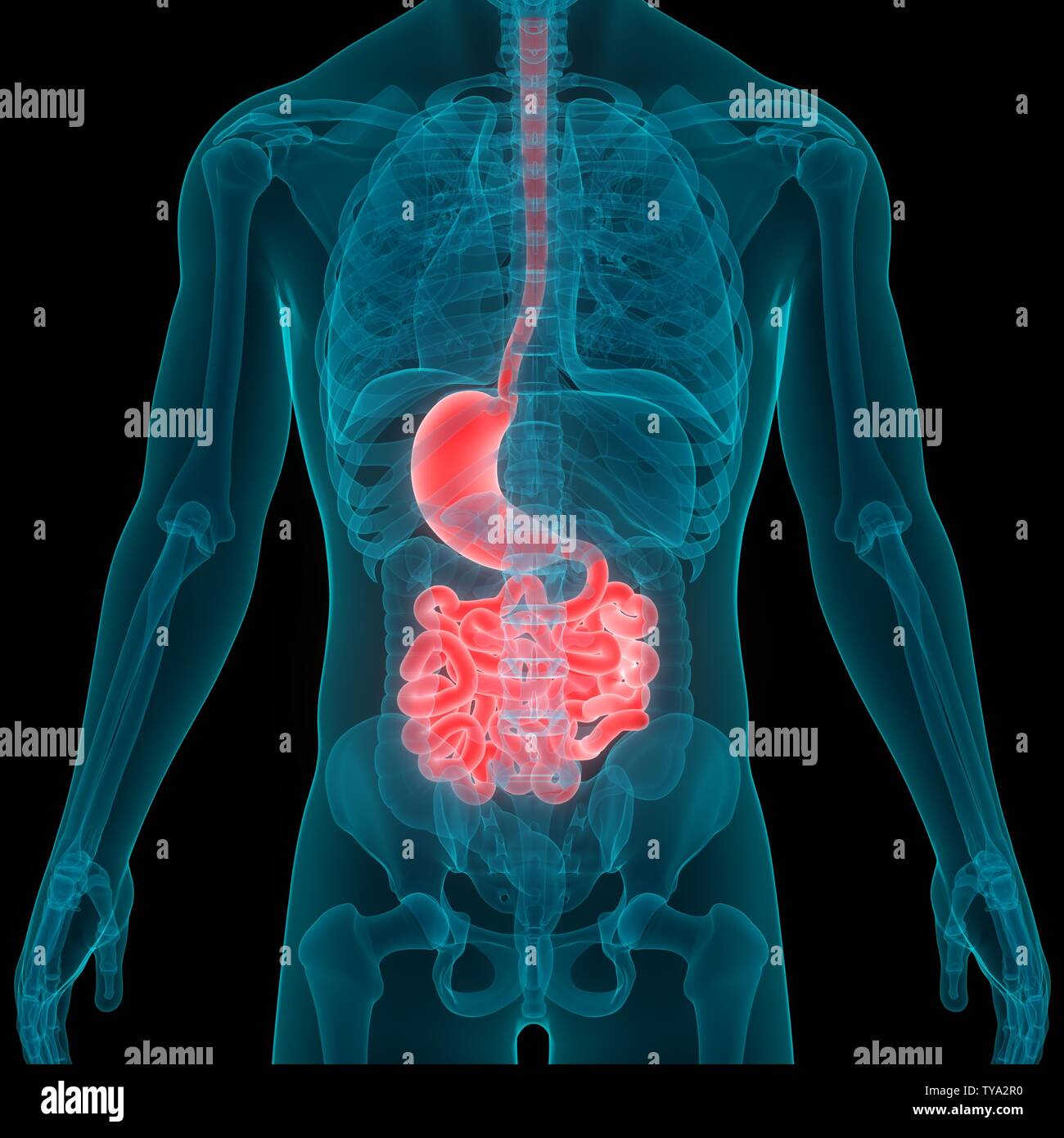 Human Digestive System Anatomy Stock Photo - Alamy