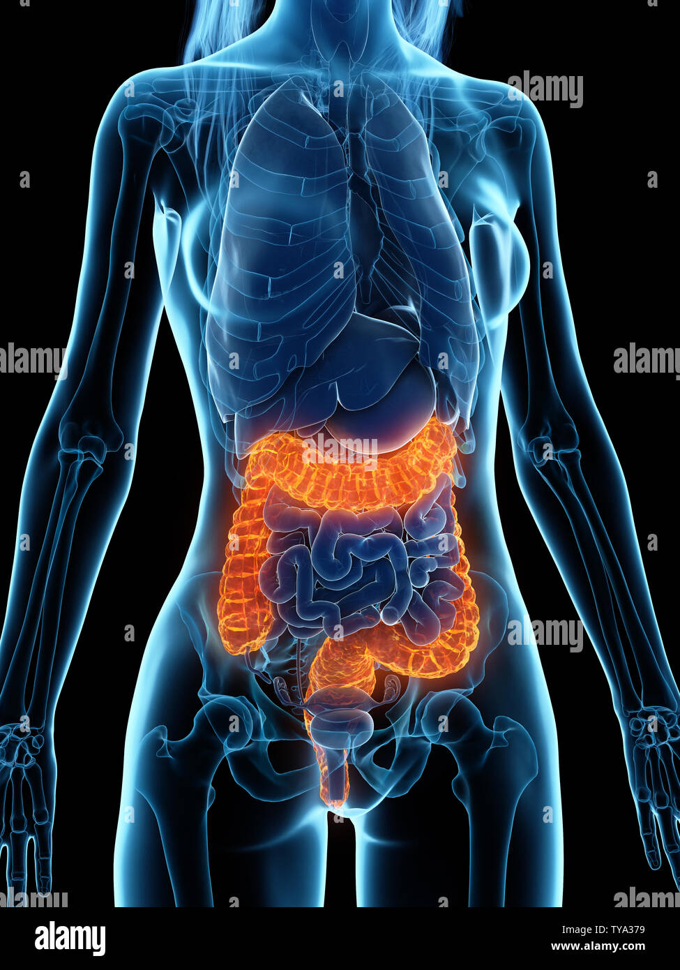 Woman Colitis High Resolution Stock Photography and Images - Alamy