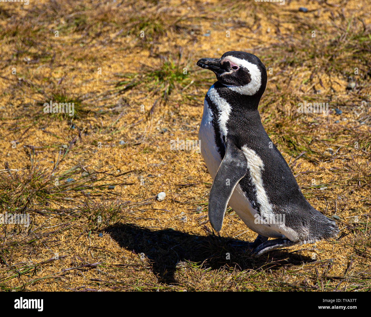 Chile wildlife hi-res stock photography and images - Alamy