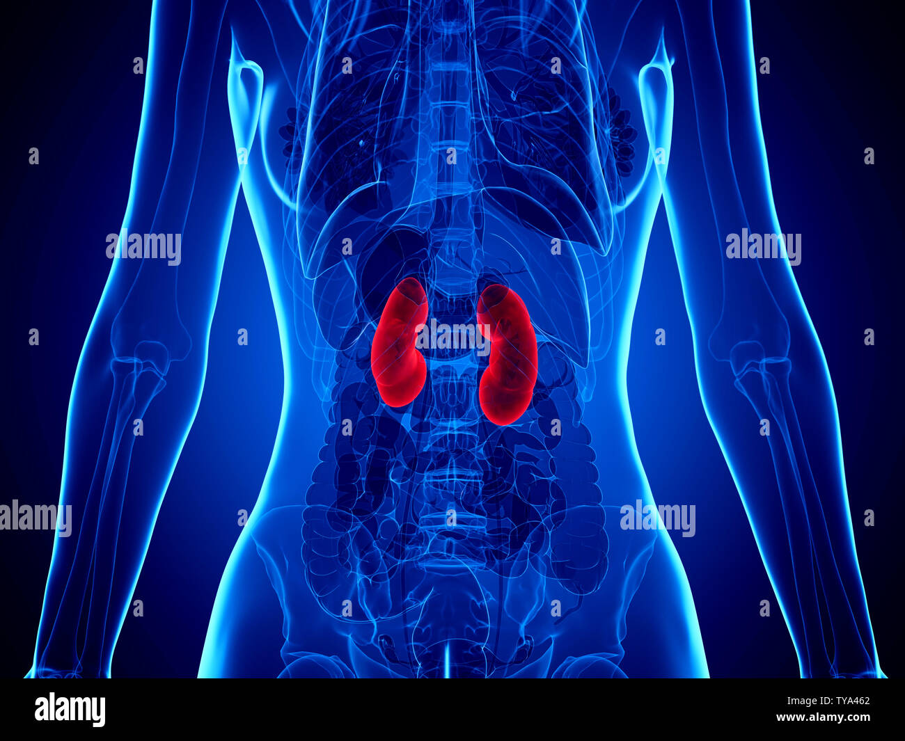 3d rendered medically accurate illustration of a womans kidneys Stock ...