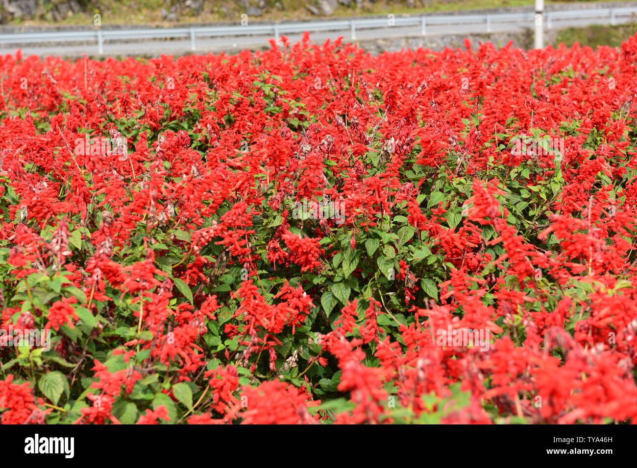 String of red flowers Stock Photo - Alamy