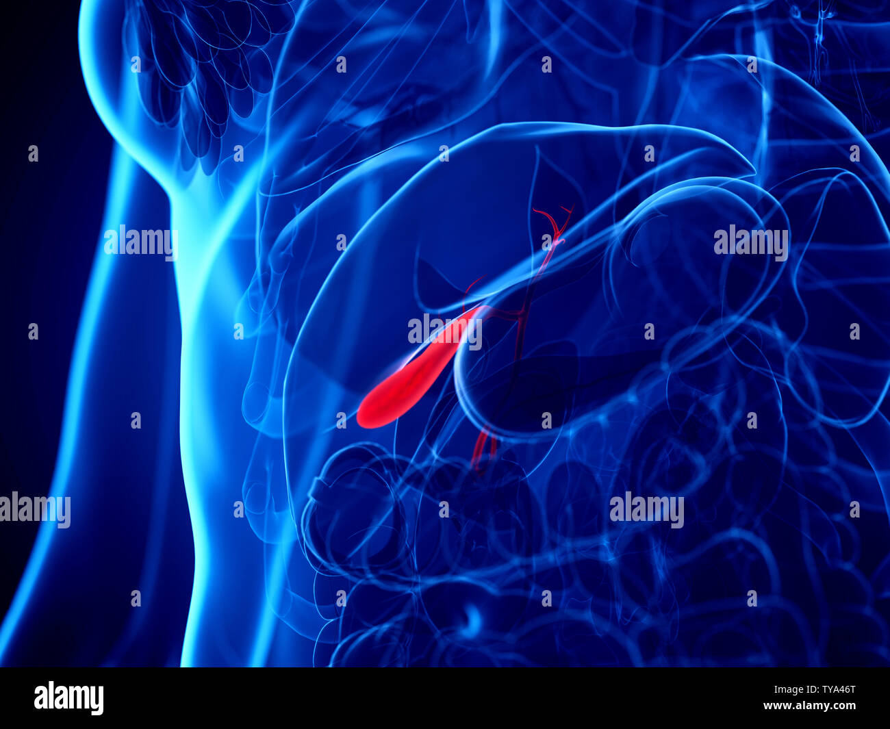 3d rendered medically accurate illustration of a womans gallbladder ...