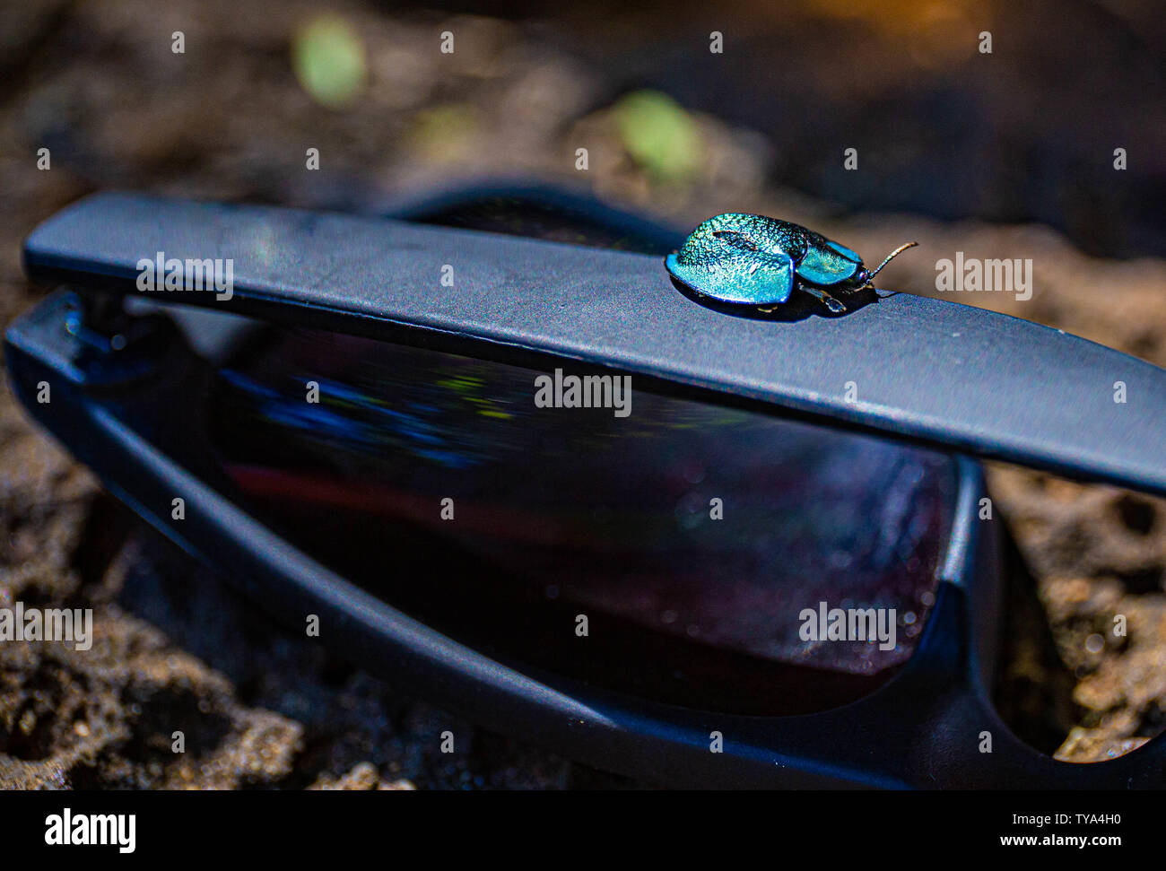 Bug on Glasses Stock Photo - Alamy