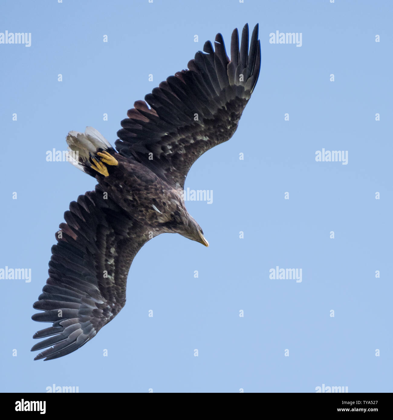 Bald eagle feather isolated hi-res stock photography and images - Alamy