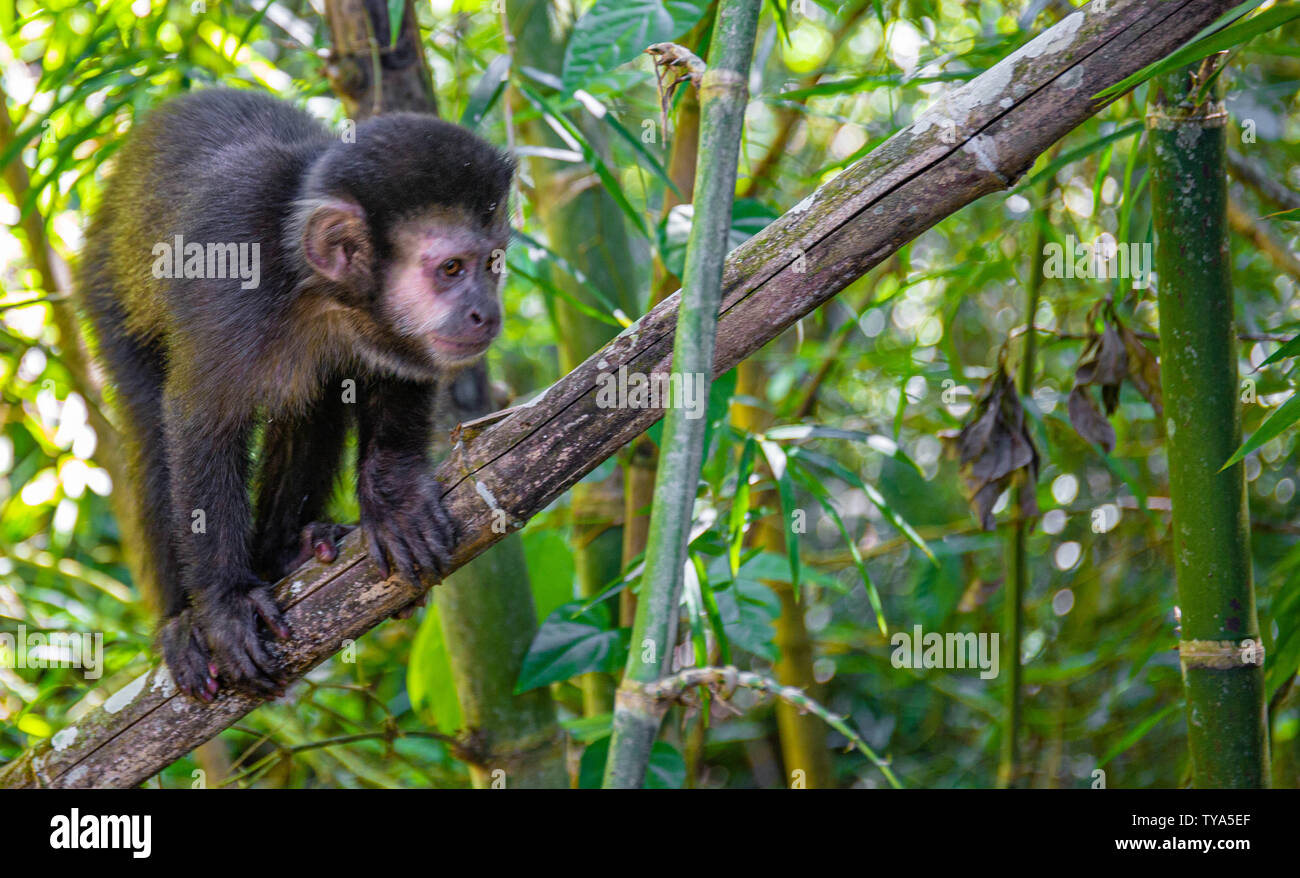 Monkey in Brazil Jungle Stock Photo - Alamy