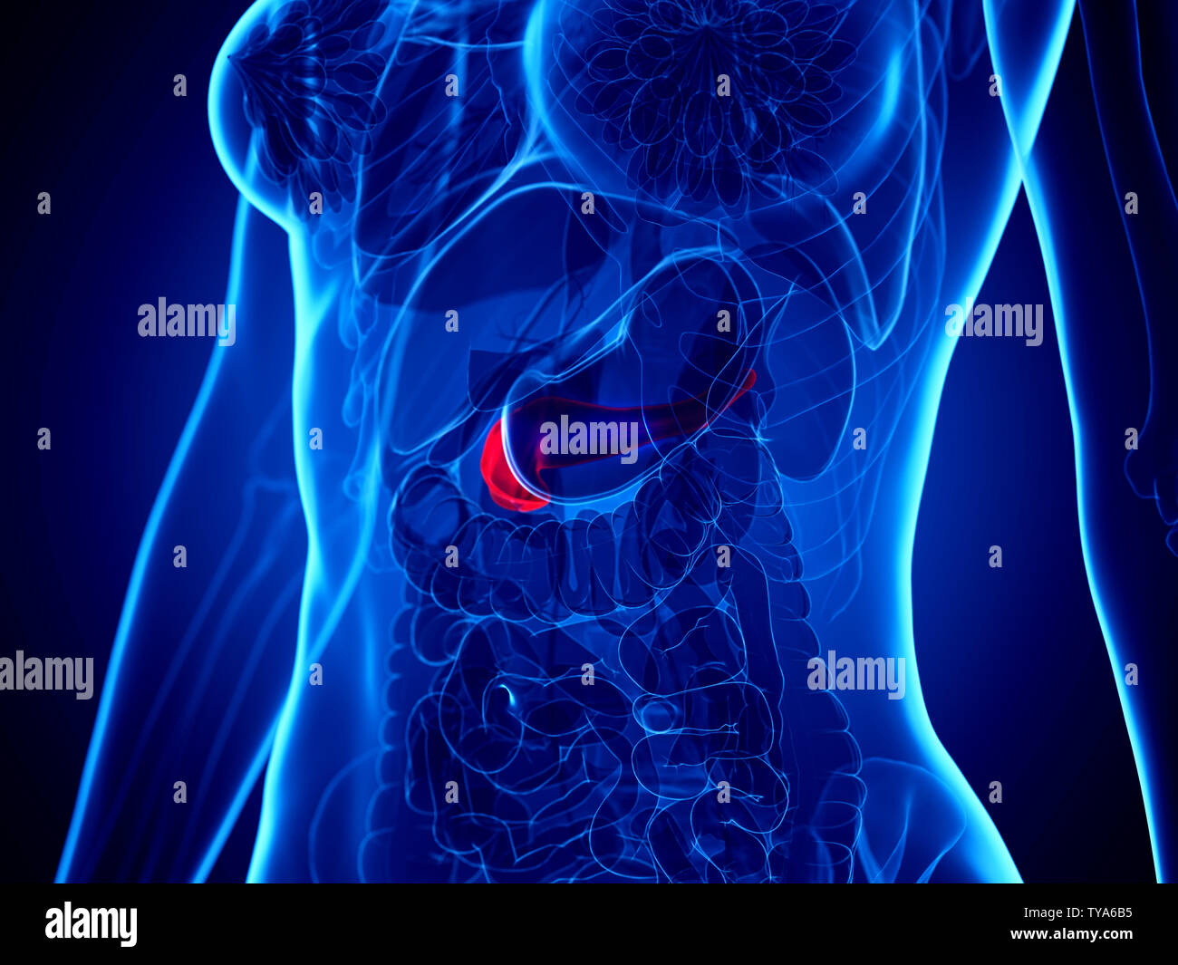 Female pancreas artwork hi-res stock photography and images - Alamy