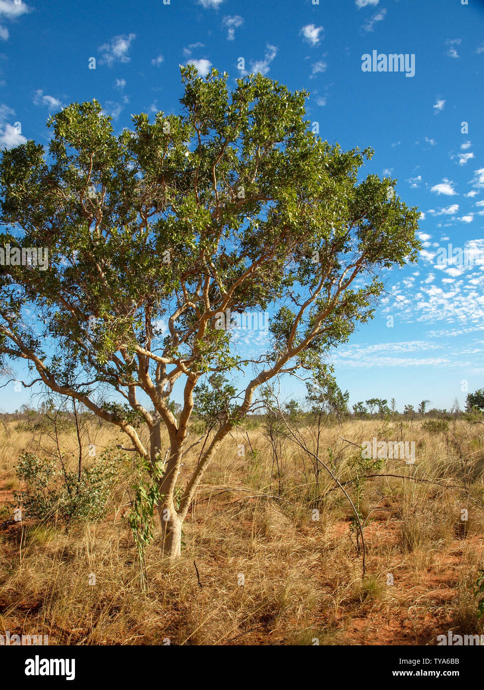 Pindan walnut hi-res stock photography and images - Alamy