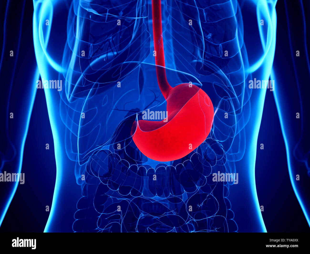 3d rendered medically accurate illustration of a womans stomach Stock ...