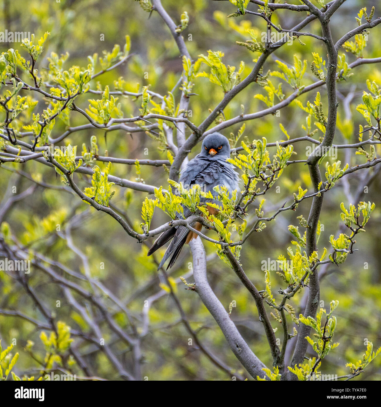 Birds wild animals outdoor leaves wild animals hi-res stock photography ...