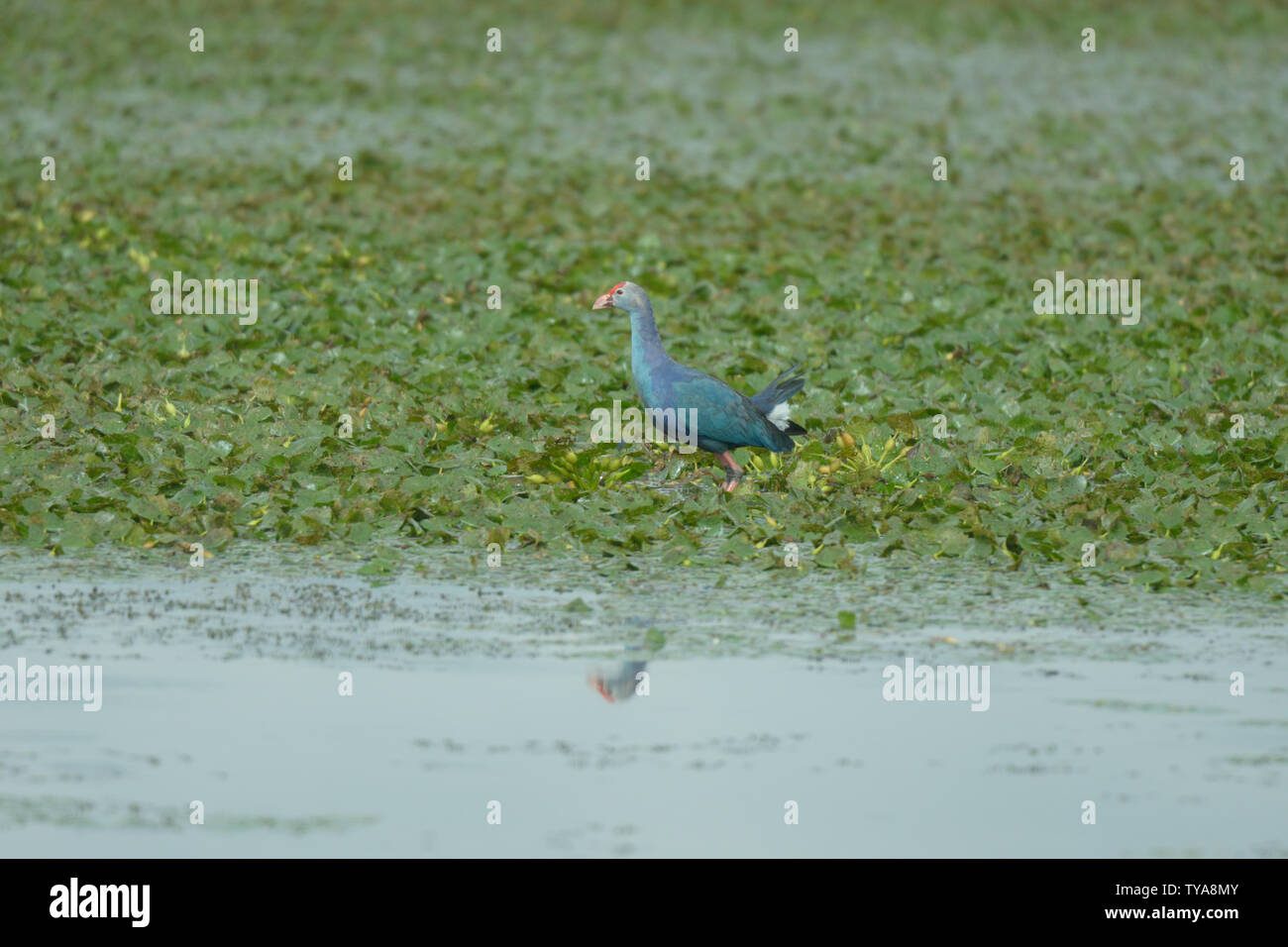 Beautiful purple chicken in Jianghu Stock Photo - Alamy