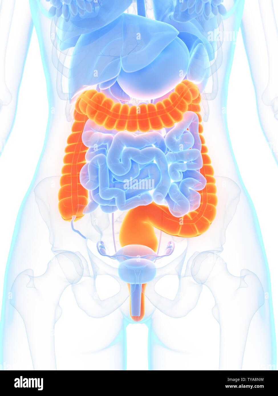 3d rendered medically accurate illustration of the colon Stock Photo ...