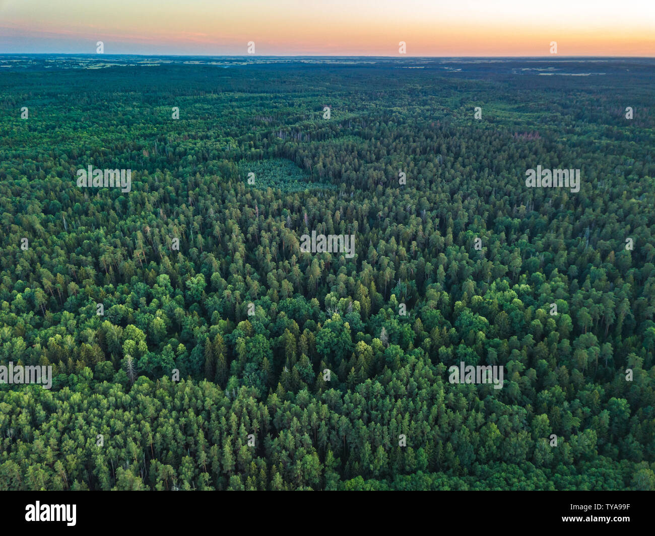 Summer warm sun light forest hi-res stock photography and images - Alamy