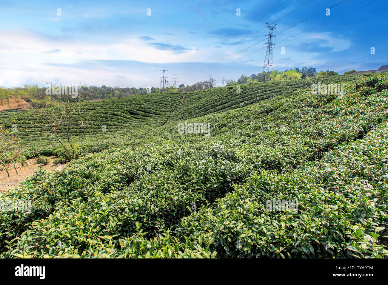 Grazing tea garden hi-res stock photography and images - Alamy