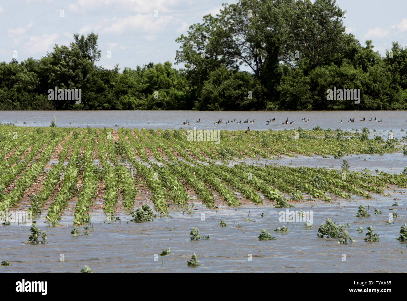 Crops destroyed by flooding hi-res stock photography and images - Alamy