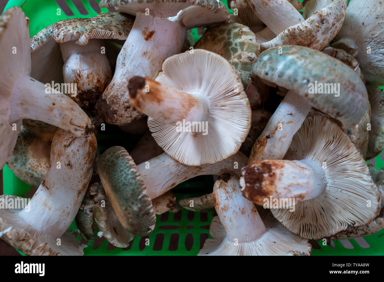 Fresh, earthy, wild edible fungus Stock Photo - Alamy