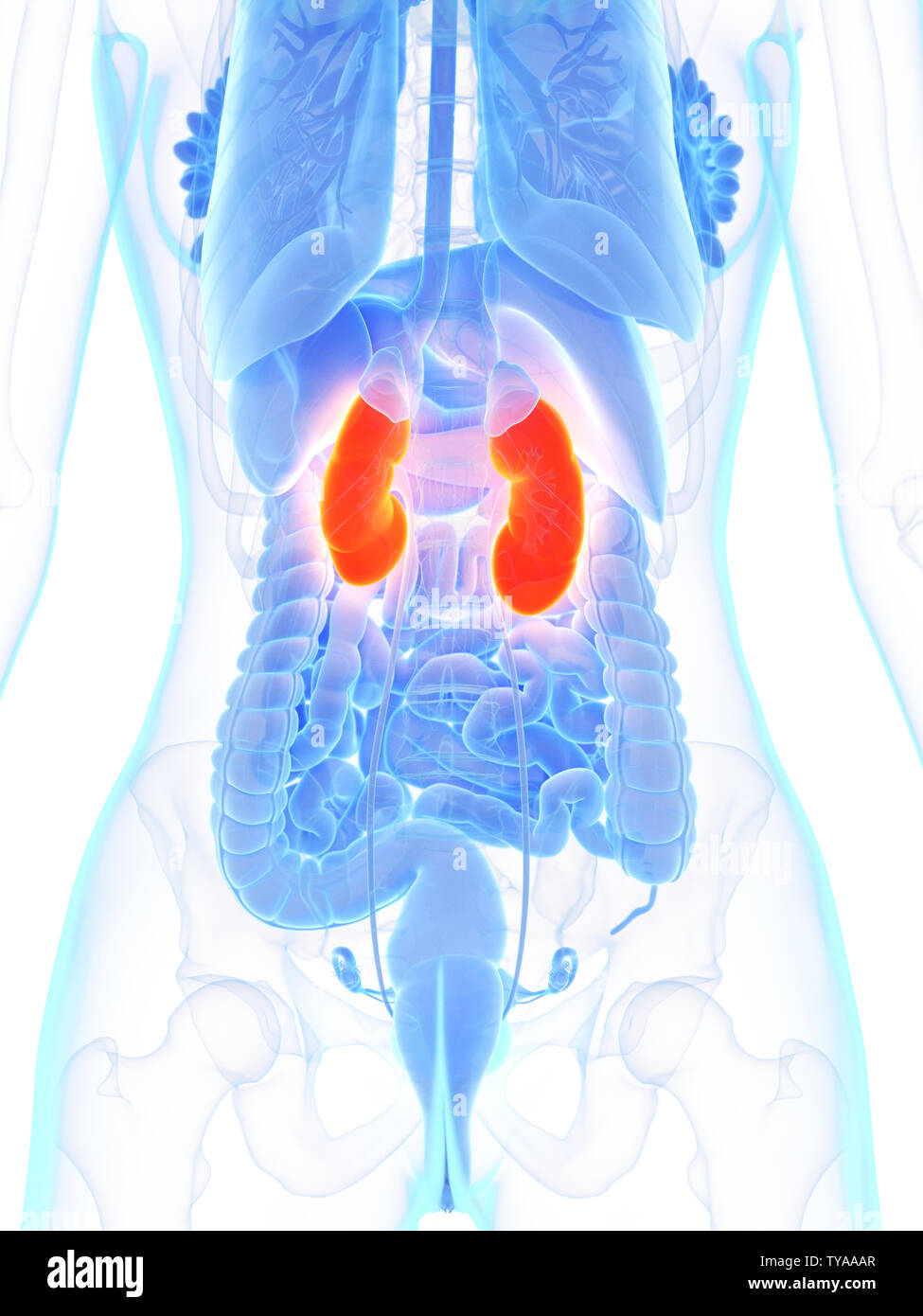 3d rendered medically accurate illustration of a womans kidneys Stock ...