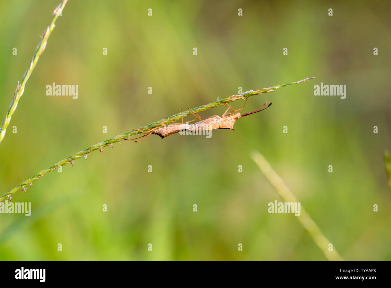 Zebra wax cicadas and flies dragonfly hi-res stock photography and ...
