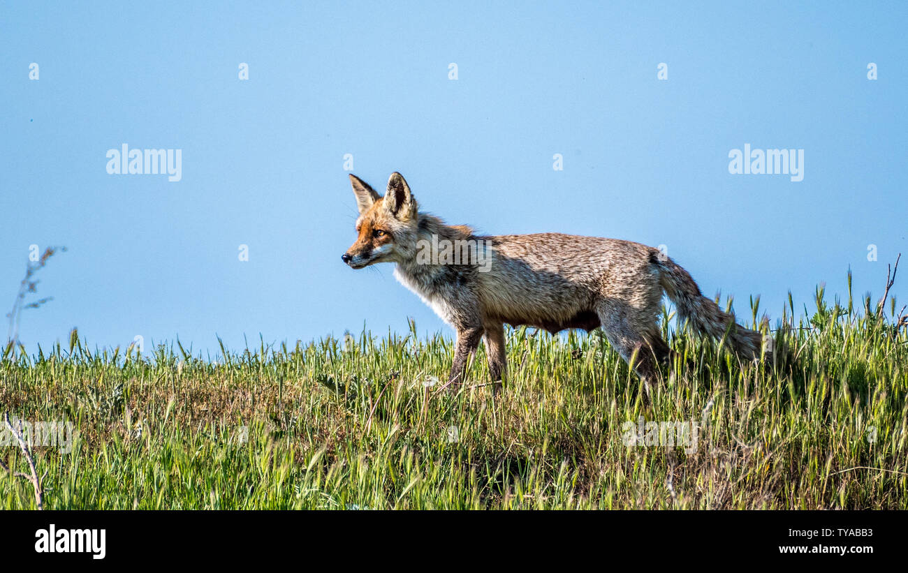 Mature fox hi-res stock photography and images - Alamy