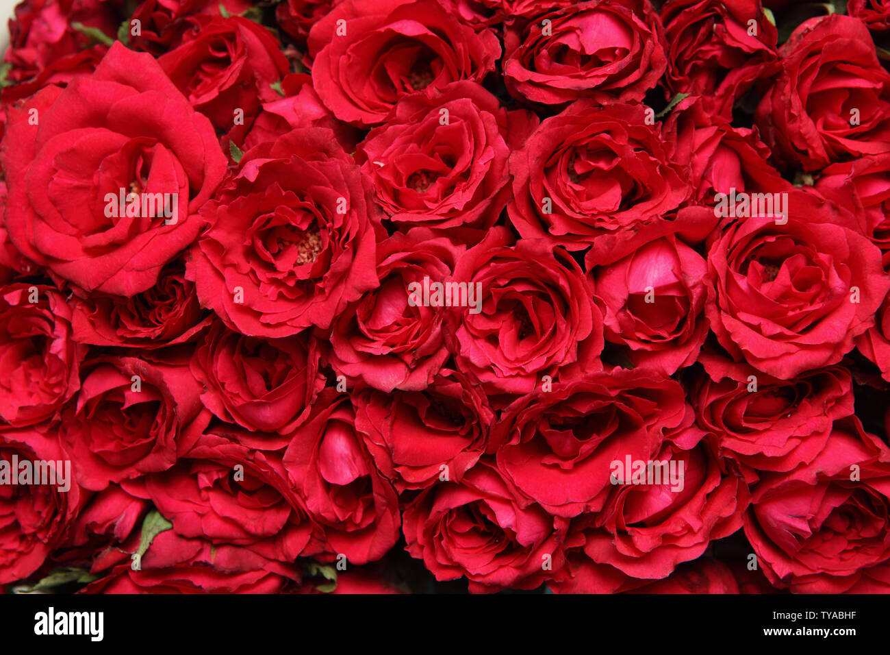 Full frame of rose flowers Stock Photo - Alamy