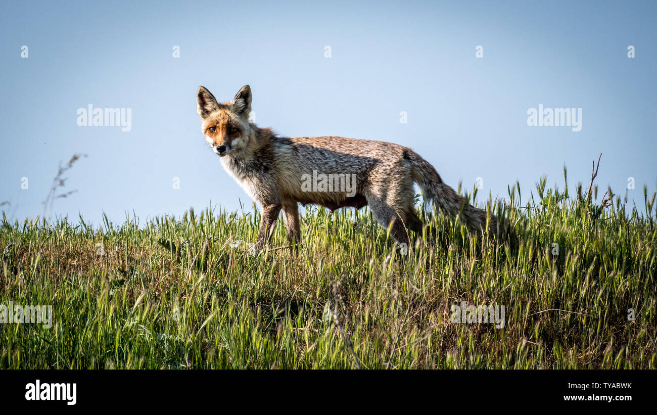 Mature fox hi-res stock photography and images - Alamy