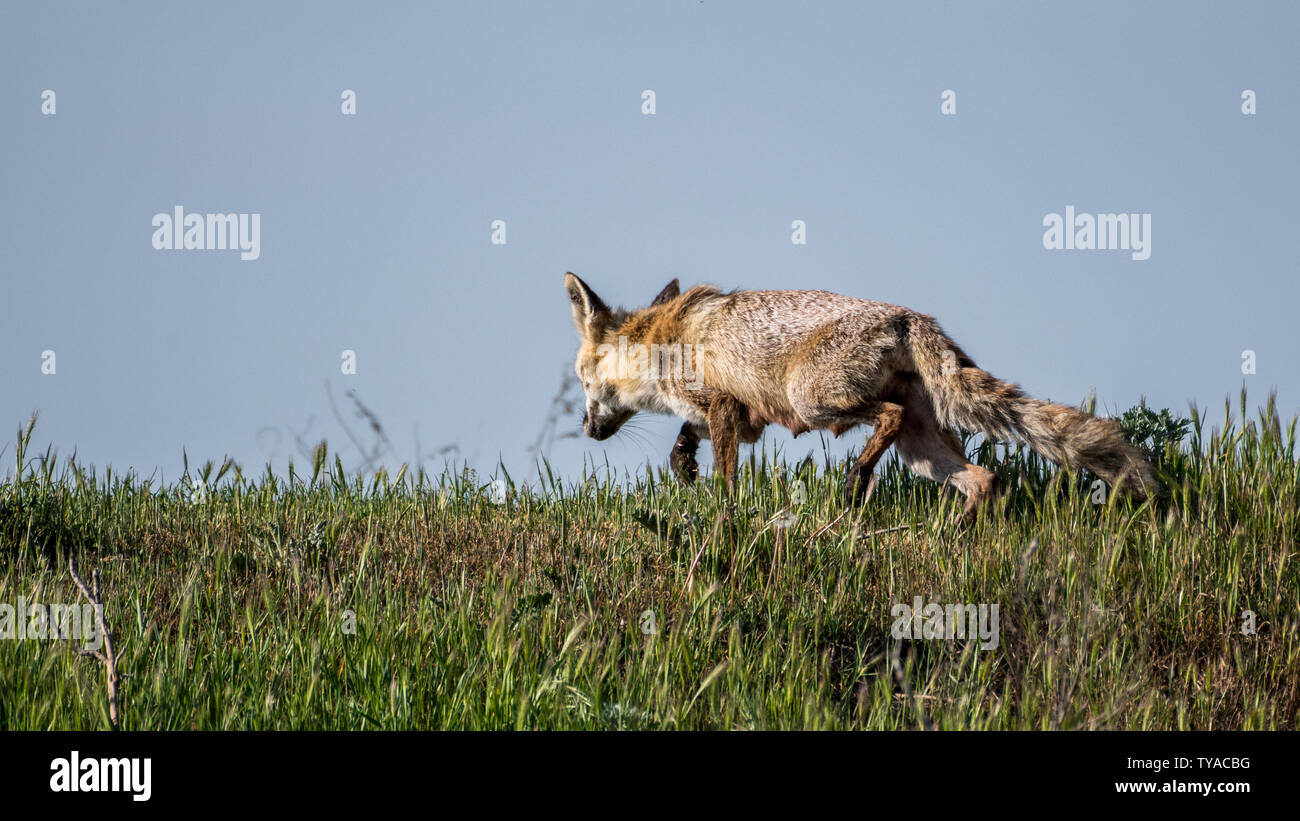 Mature fox hi-res stock photography and images - Alamy