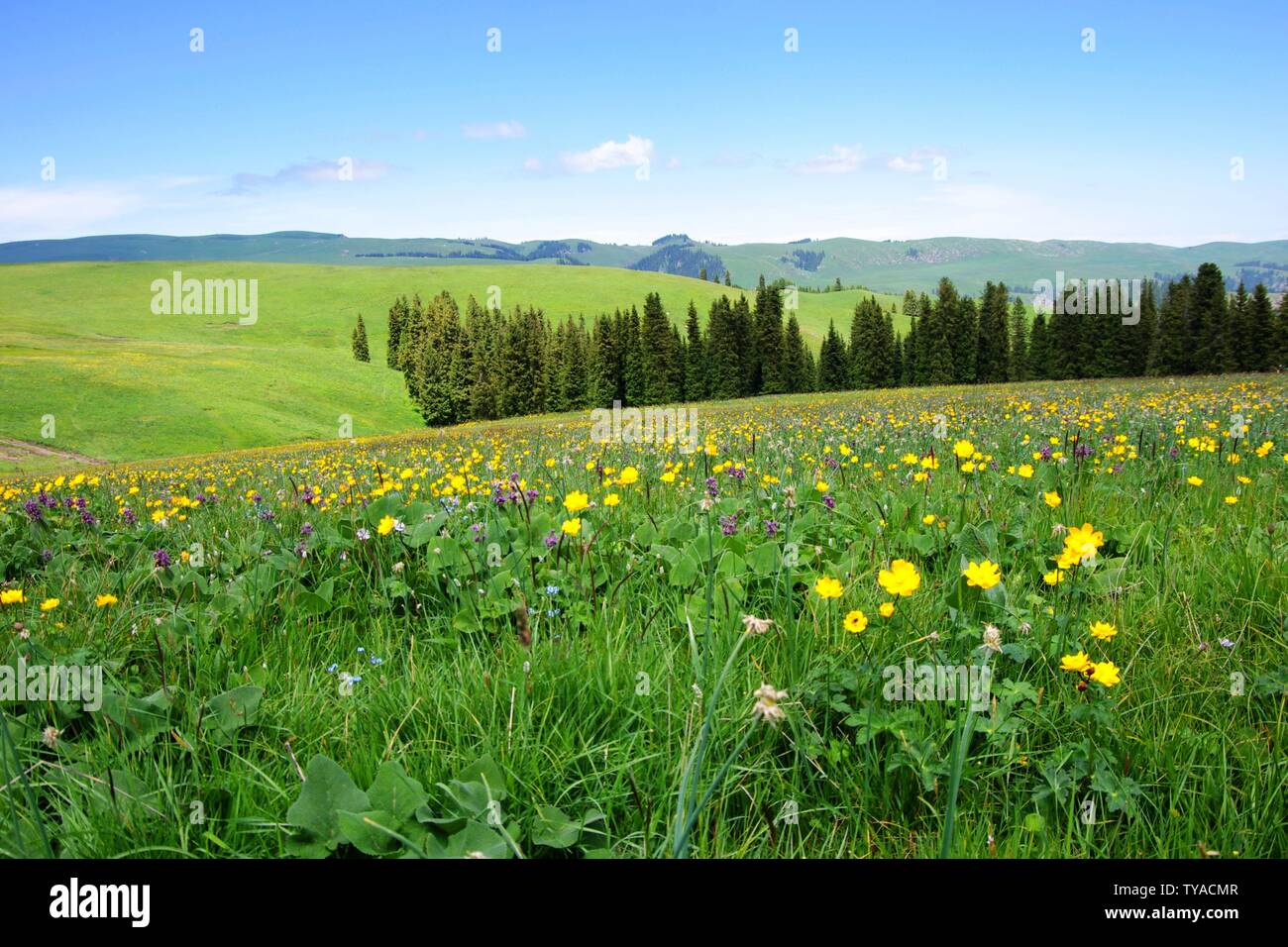prairie scenery in xinjiang Stock Photo - Alamy