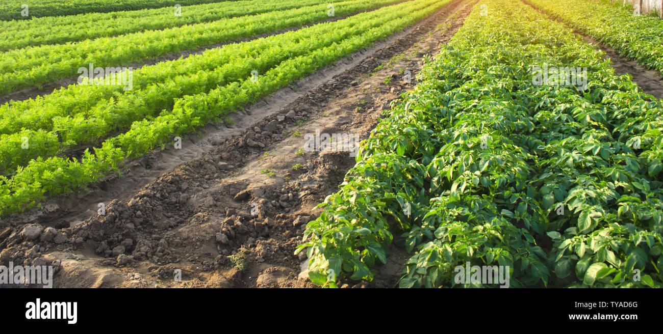 Agricultural landscape with vegetable plantations. Growing organic ...
