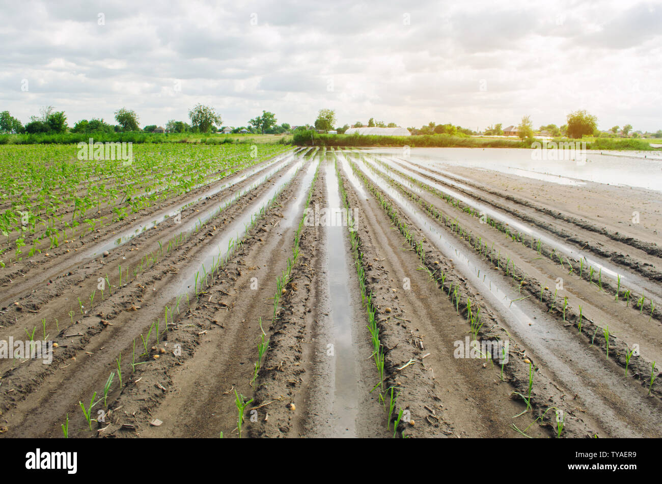 Agricultural land affected by flooding. Flooded field. The consequences ...