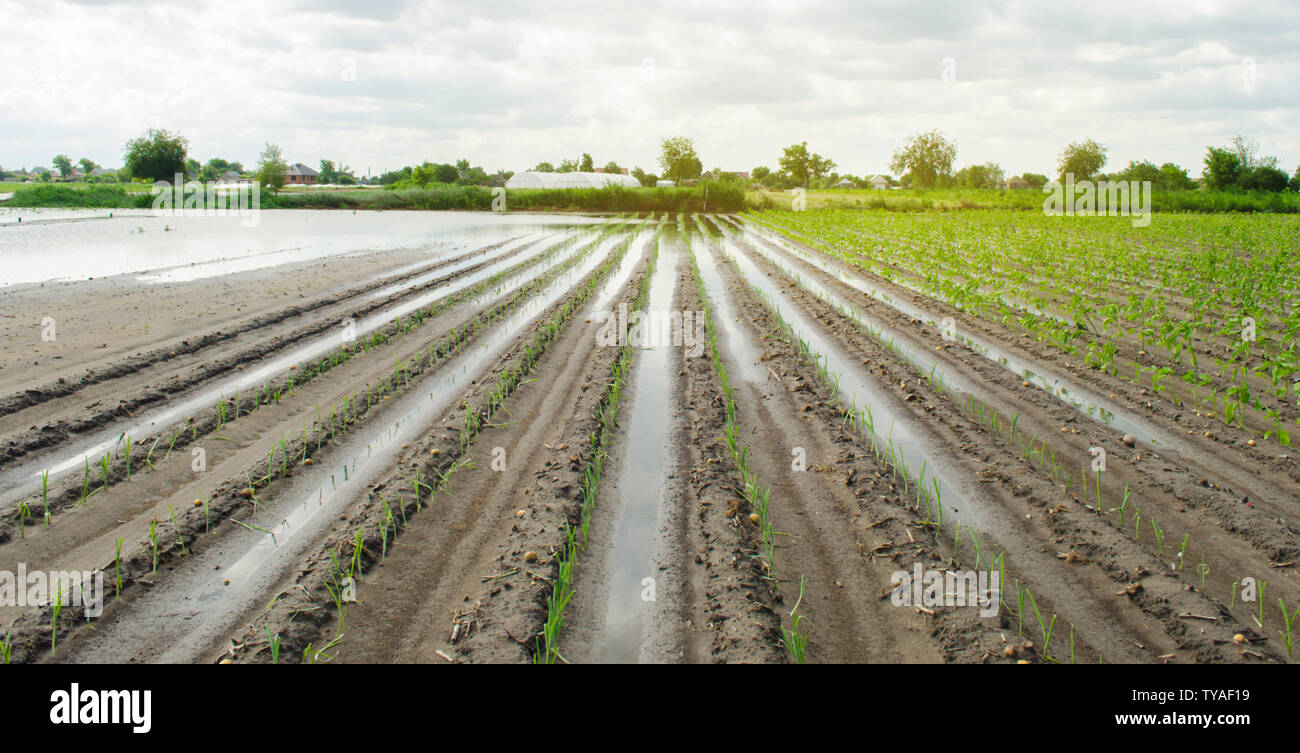 Agricultural land affected by flooding. Flooded field. The consequences ...