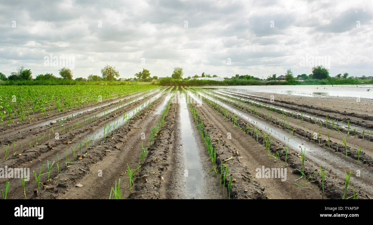 Agricultural land affected by flooding. Flooded field. The consequences ...