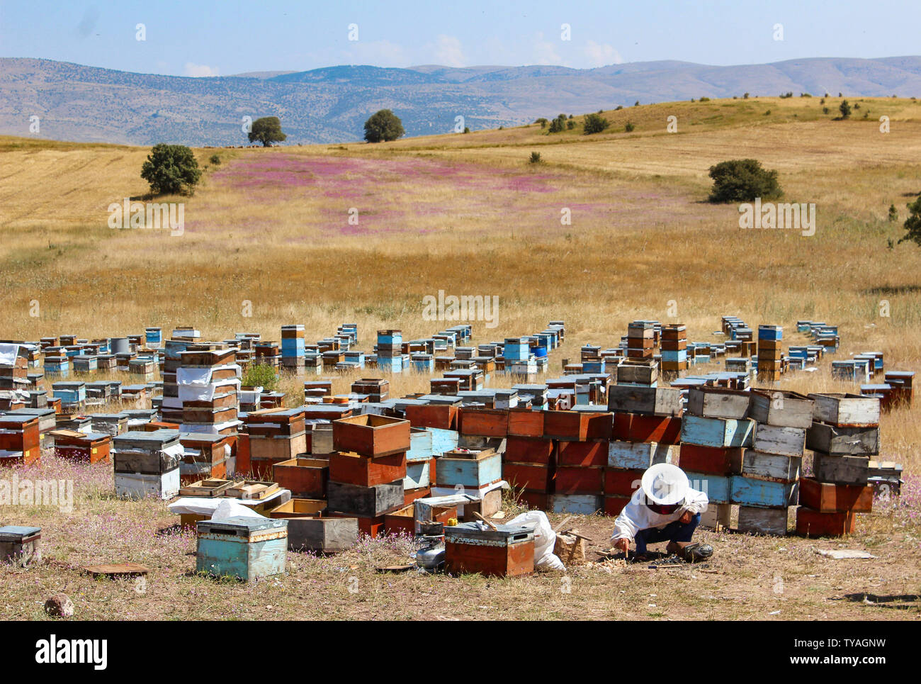 Fixed comb hives hi-res stock photography and images - Alamy