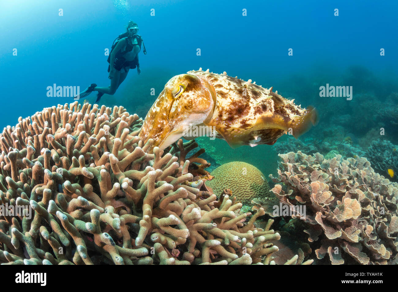 Clubbed Finger Coral
