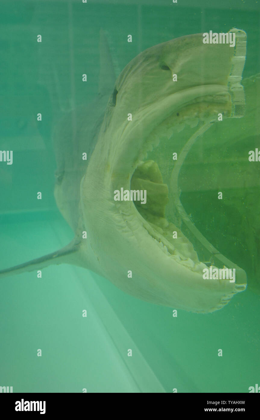 British artist Damien Hirst's work "Death Explained," a dissected shark ...