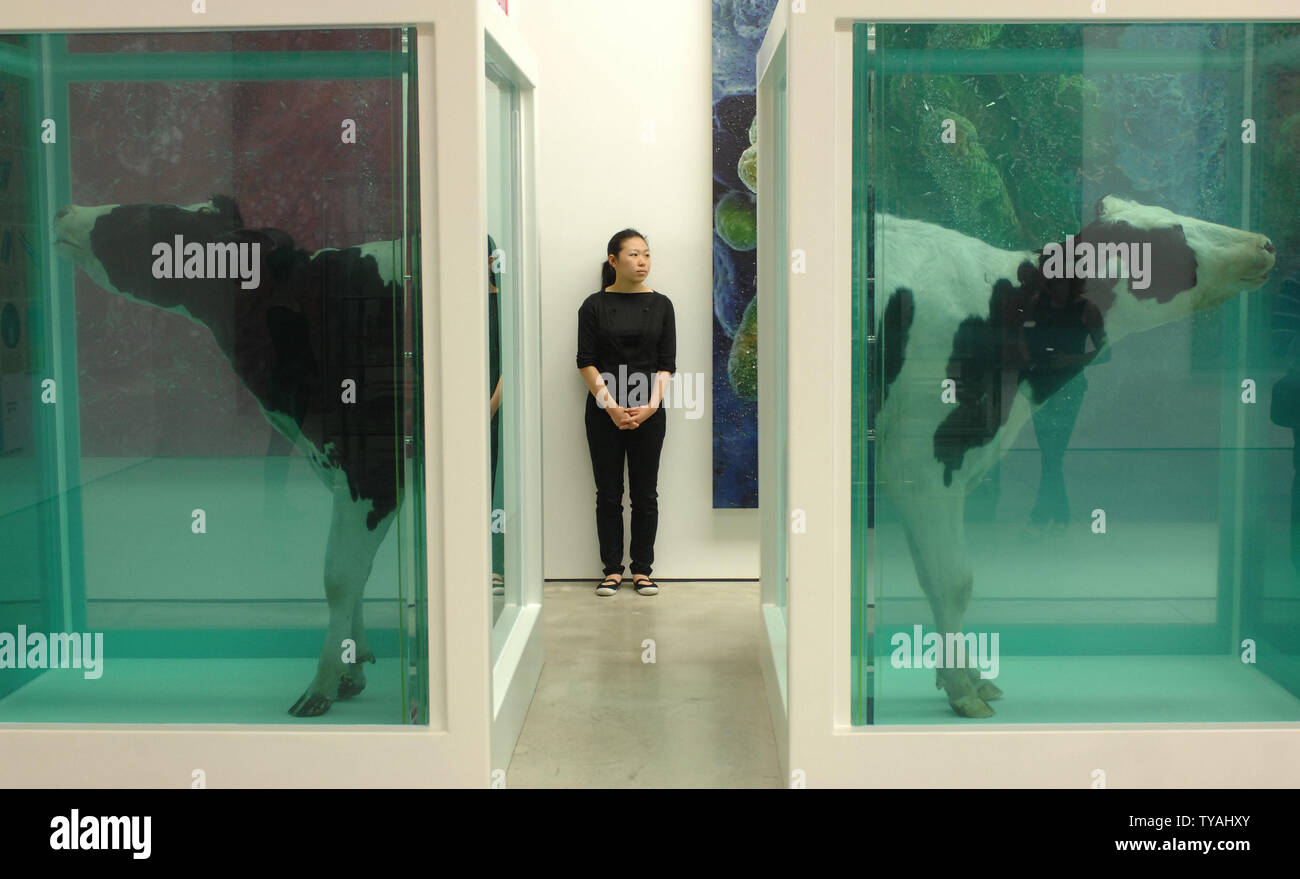 British artist Damien Hirst's work "Love's Paradox," two dissected cows ...