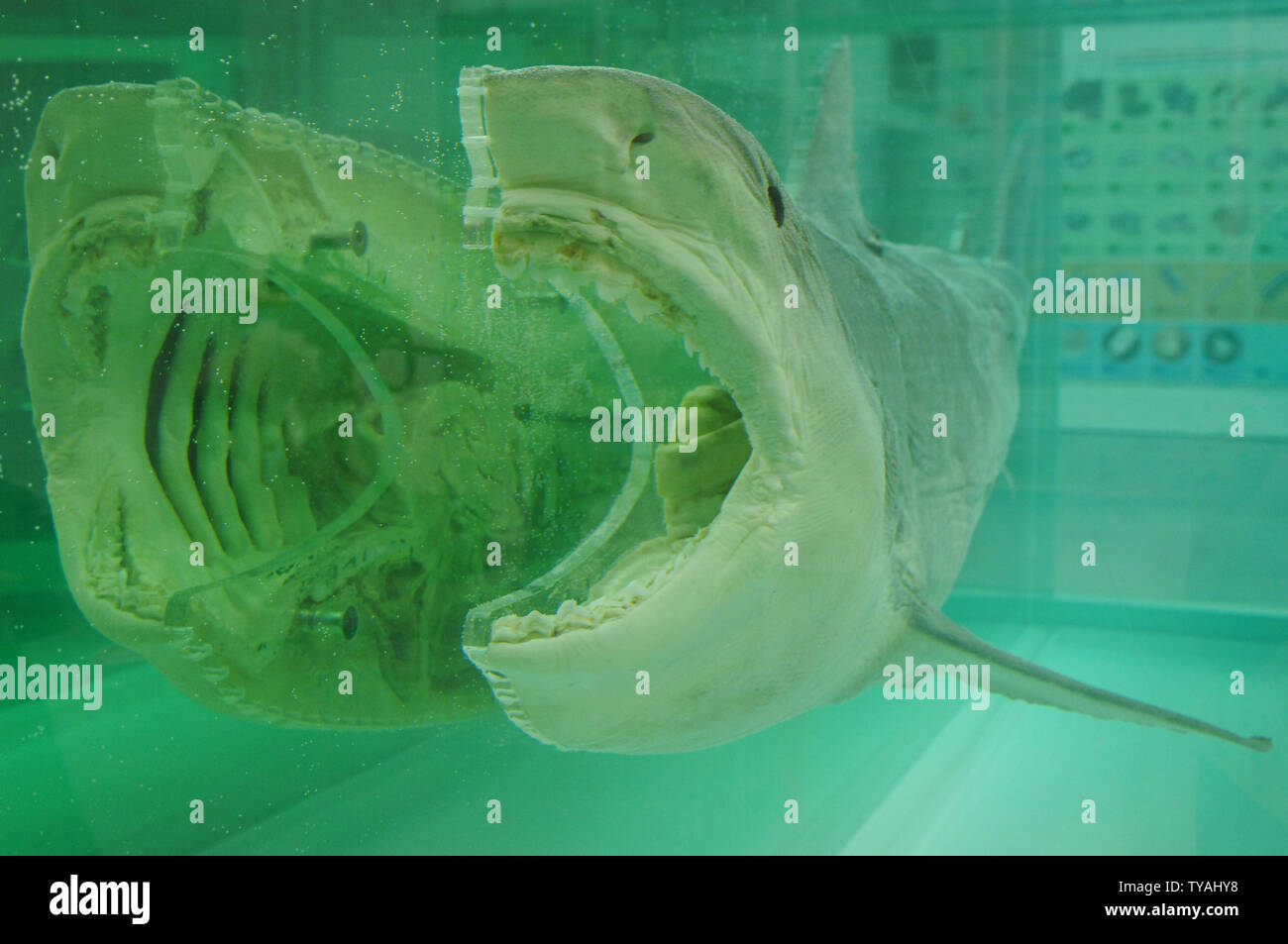 British artist Damien Hirst's work "Death Explained," a dissected shark ...